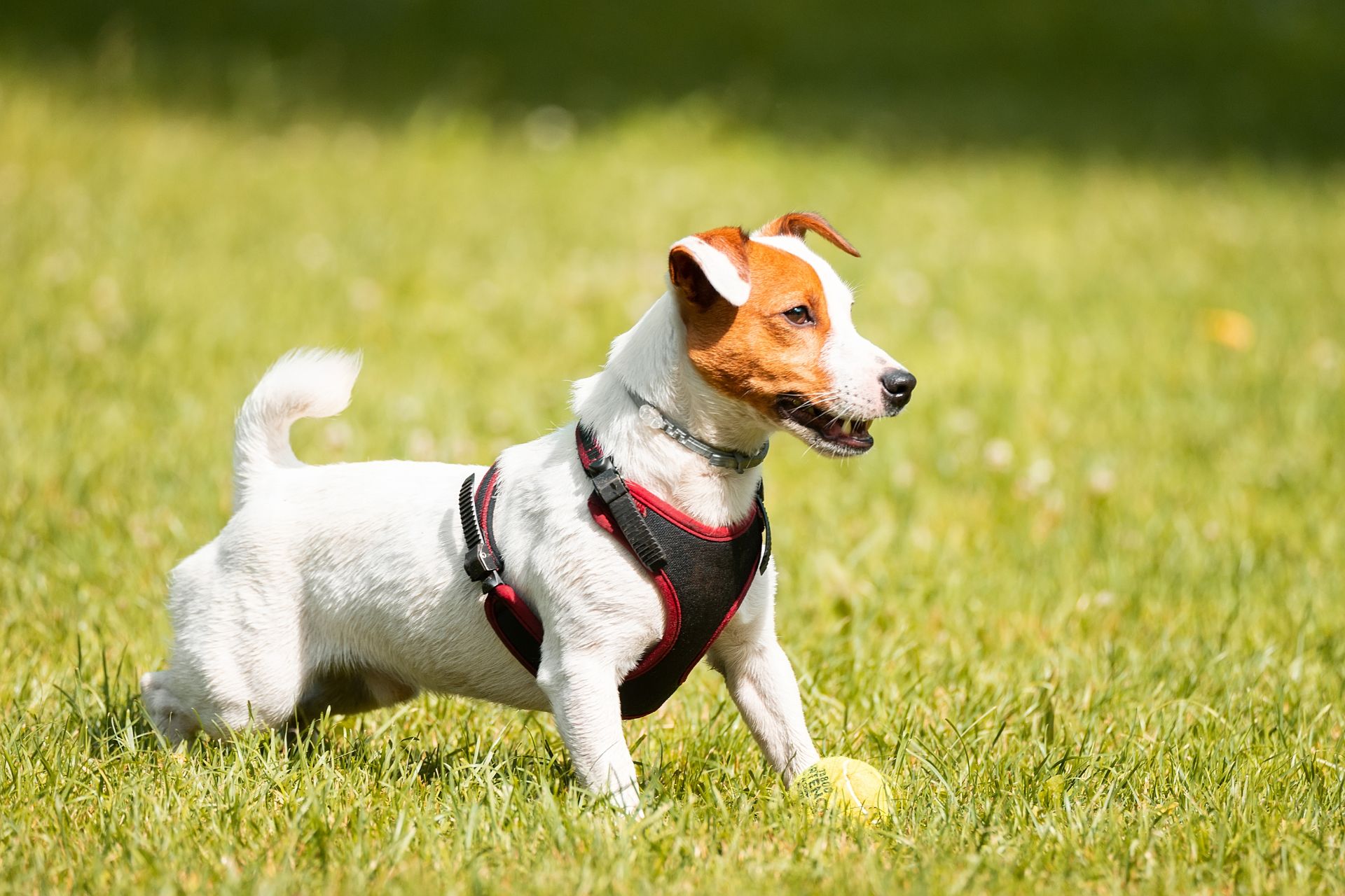 About Hall Veterinary Clinic | Vet In Gaylord, MI 49735