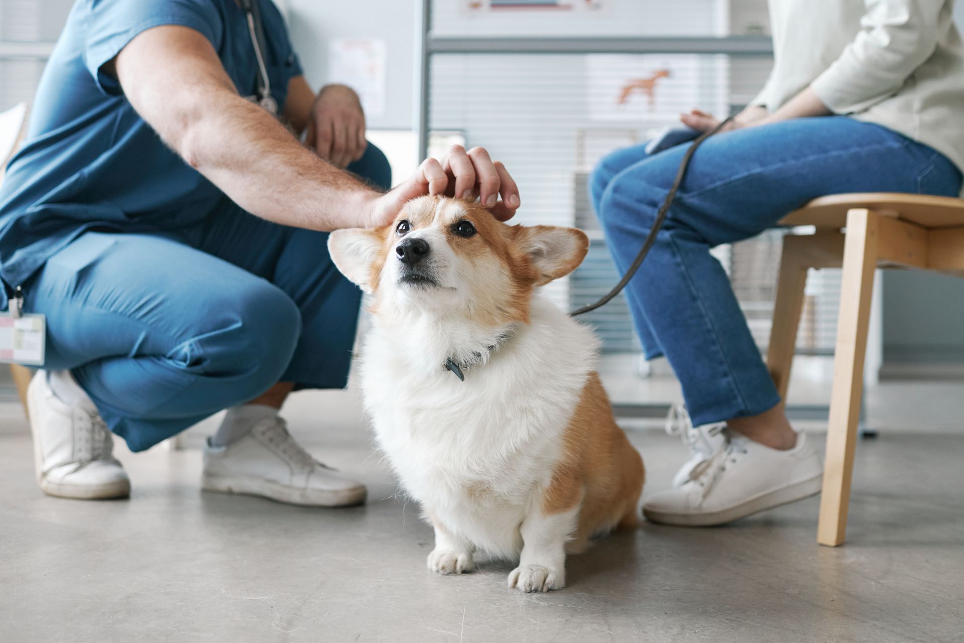 Gaylord, MI 49735 Veterinary Jobs | Hall Veterinary Clinic